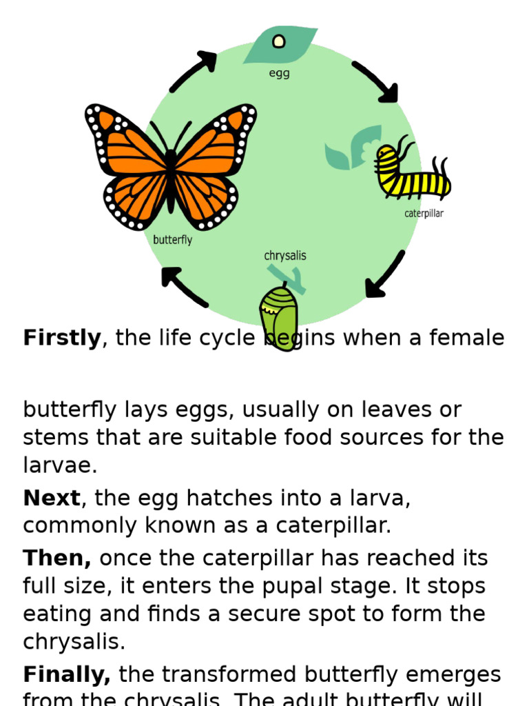 Life Cycle Butterfly | PDF