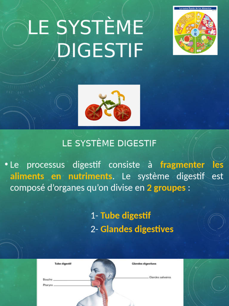 Anatomie et Fonction du Système Digestif | PDF | Tractus gastro ...