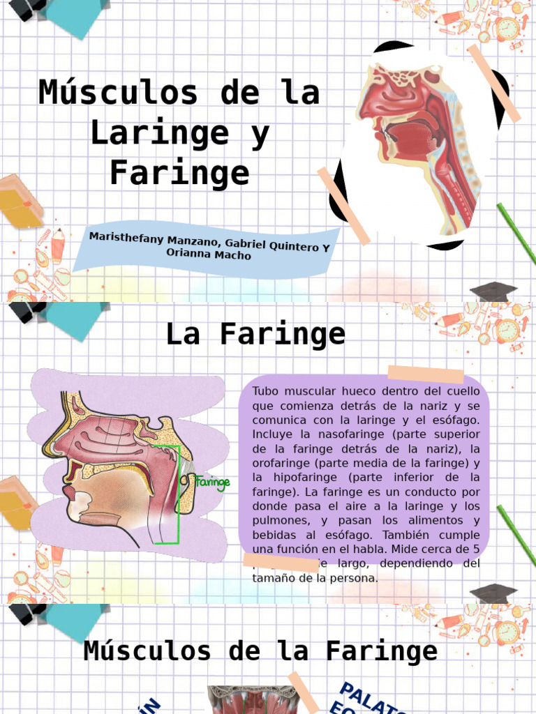 La Laringe y Faringe Original | PDF | Laringe | Sistema digestivo