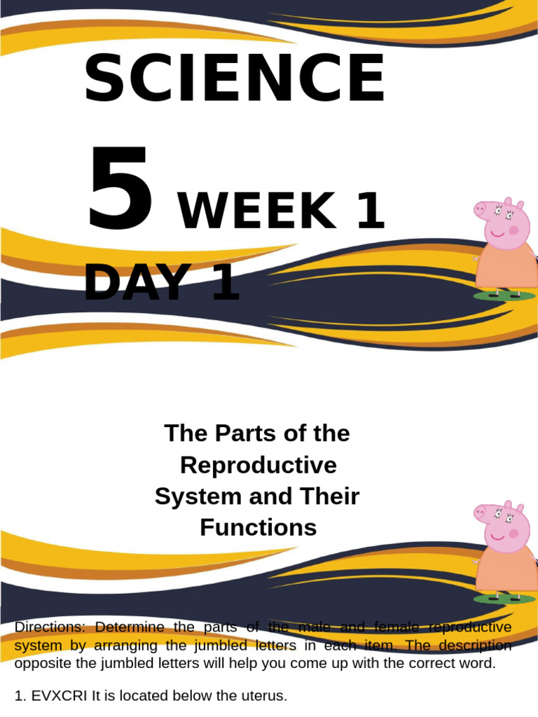 Science 5 Q2 Week 1 | PDF | Reproductive System | Testicle