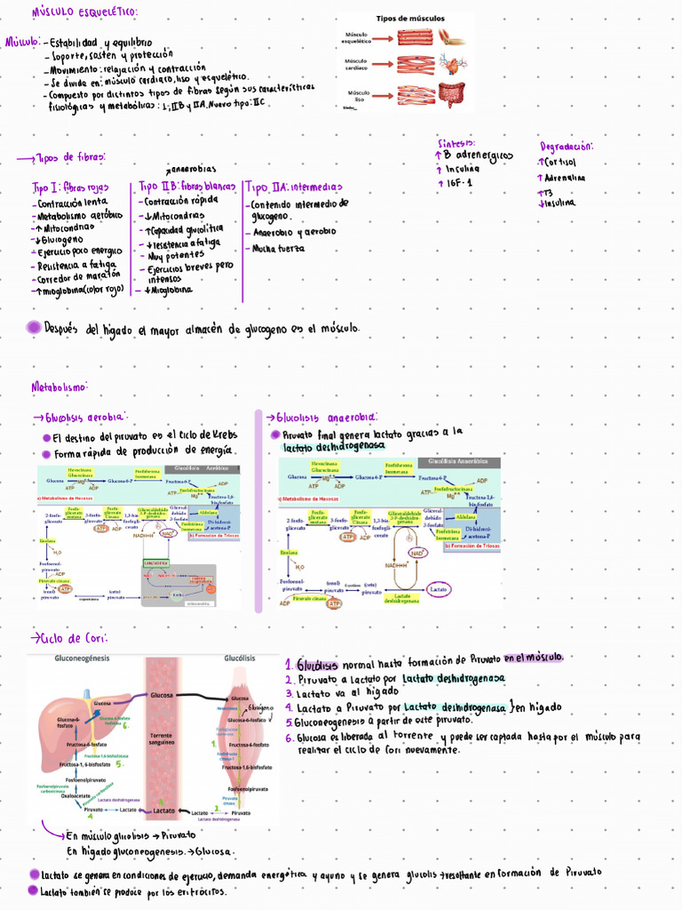 Musculo Esqueletico Pdf