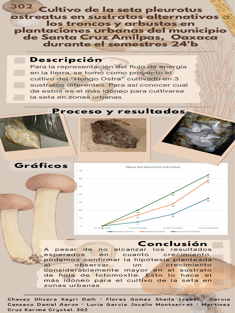 Setas y sus beneficios | PDF