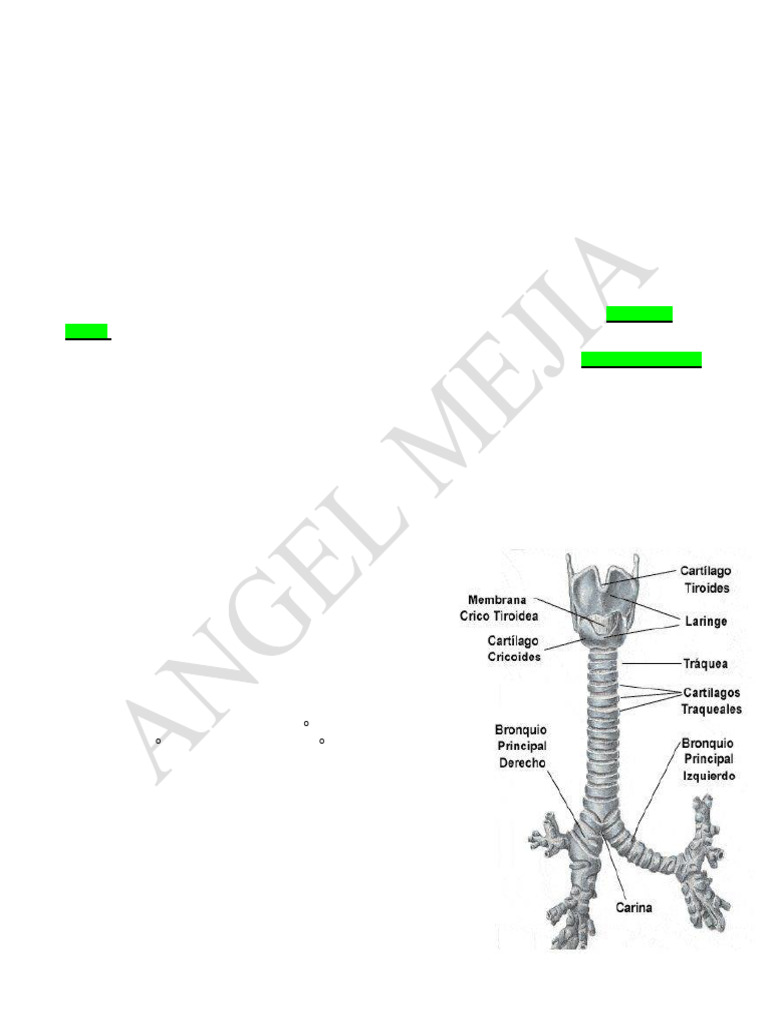 Anatomía de la Tráquea y Bronquios | PDF