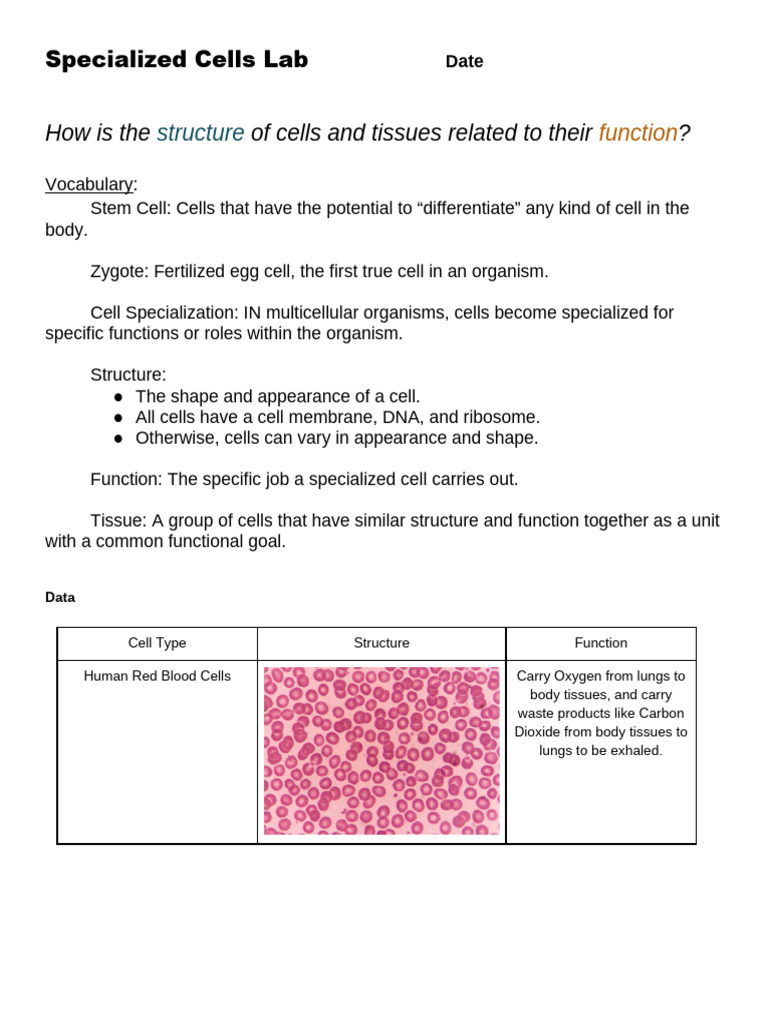Specialized Cells Lab | PDF | Cell (Biology) | Human Body