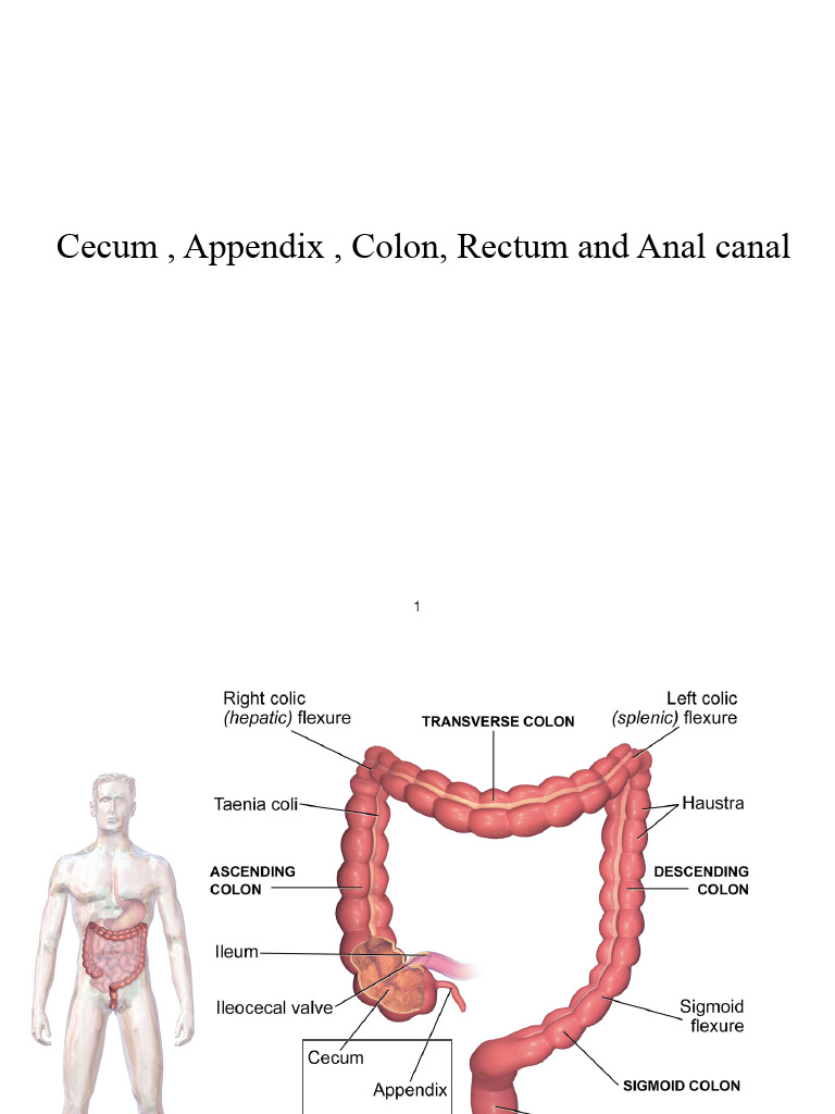 Cecum, Appendix, Colon & Anal Canal | PDF | Large Intestine | Rectum
