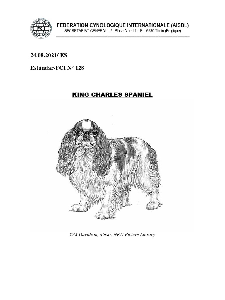 Estándar FCI del King Charles Spaniel | PDF | Tipos de perros | Perros