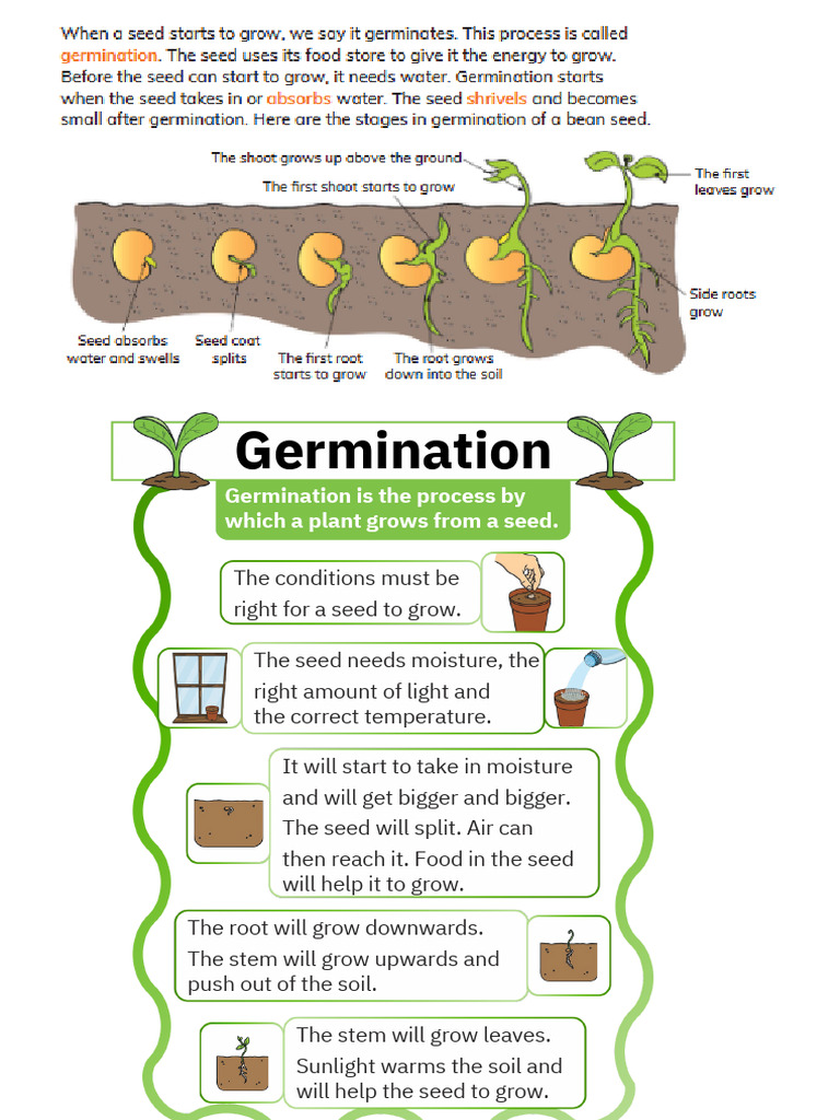 SEED GERMINATION | PDF