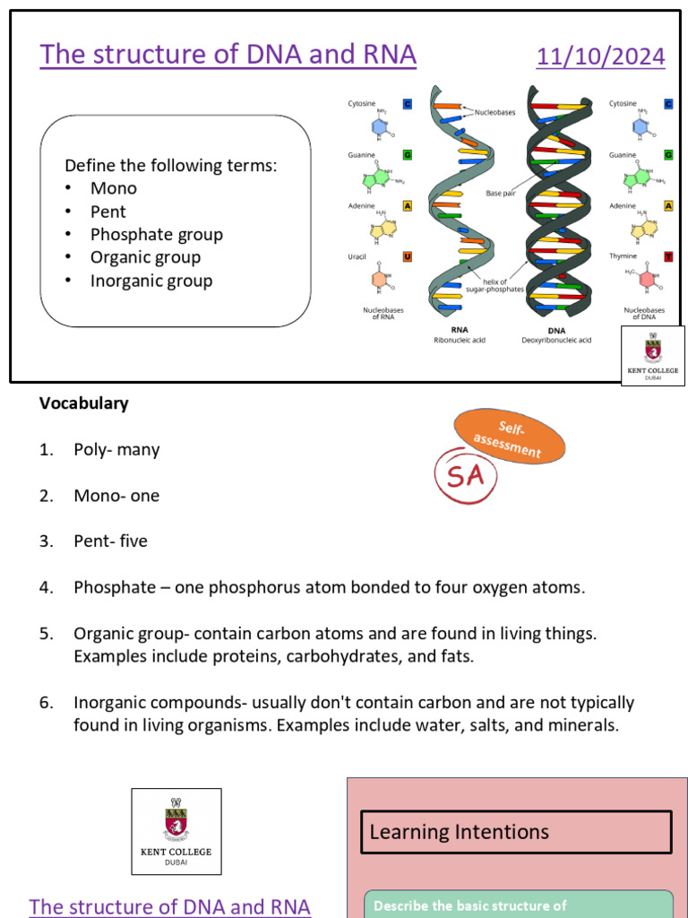 The Structure of DNA and RNA | PDF | Nucleotides | Dna