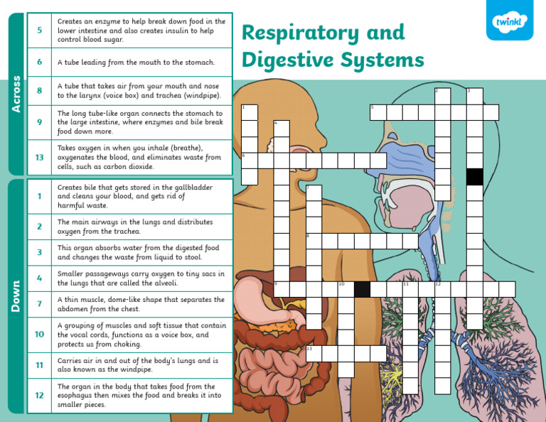Digital-Respiratory and Digestive Systems | PDF