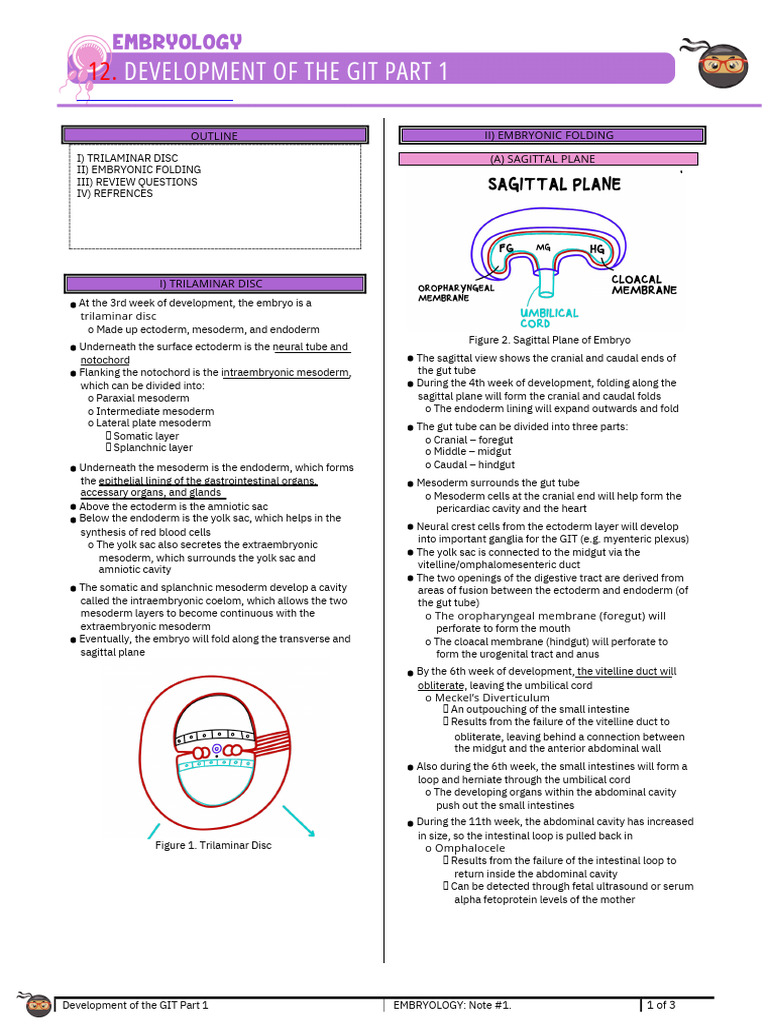 Development & Embryology of The GI Tract PDF | PDF | Peritoneum ...