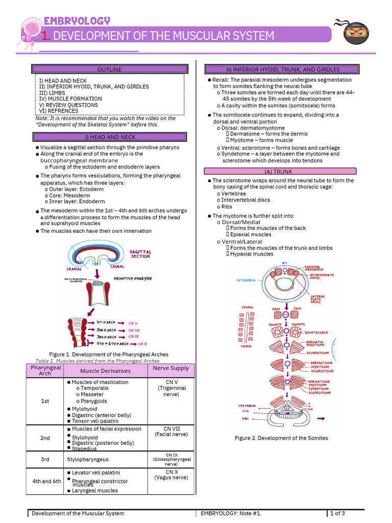 Development of Muscular System PDF | PDF | Developmental Biology | Human Anatomy