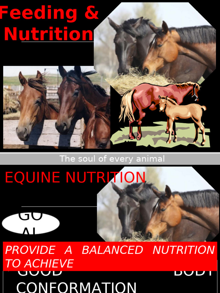 Equine Feeds and Feeding | PDF | Hay | Vitamin