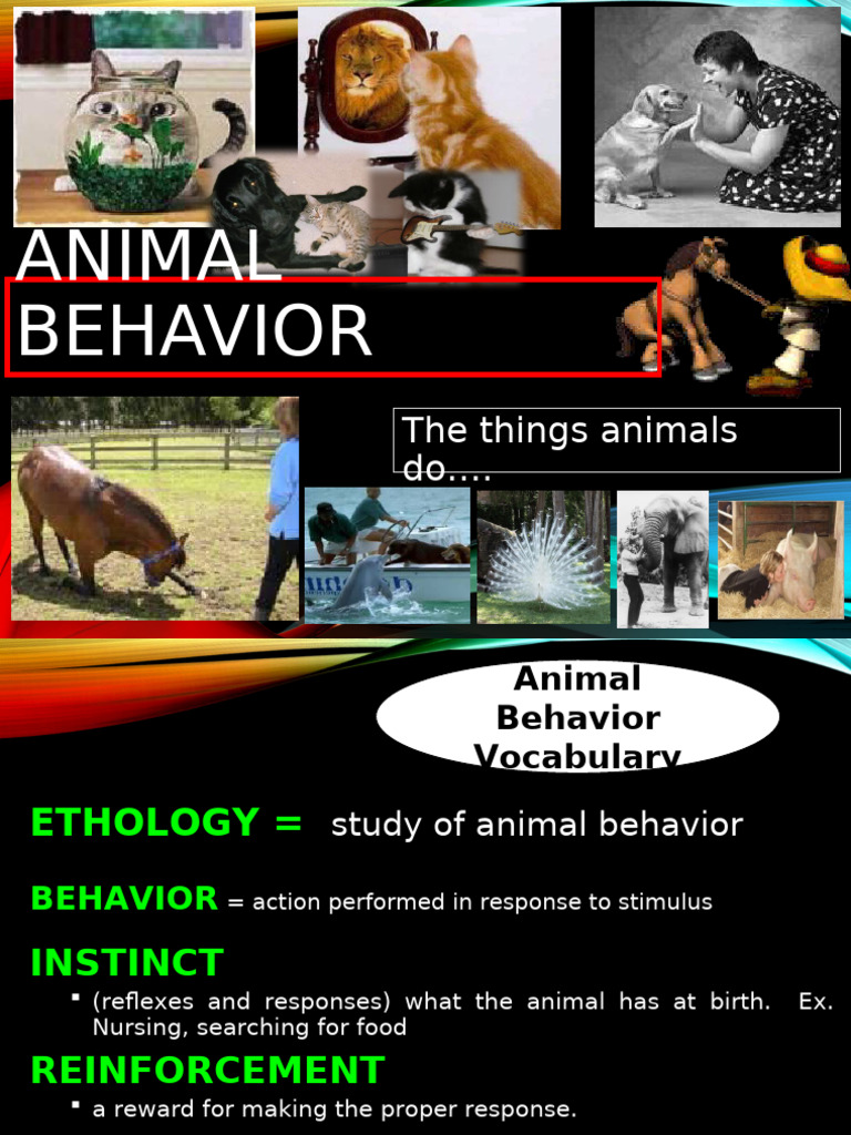 EQUINE BEHAVIOUR | PDF | Horses | Ethology