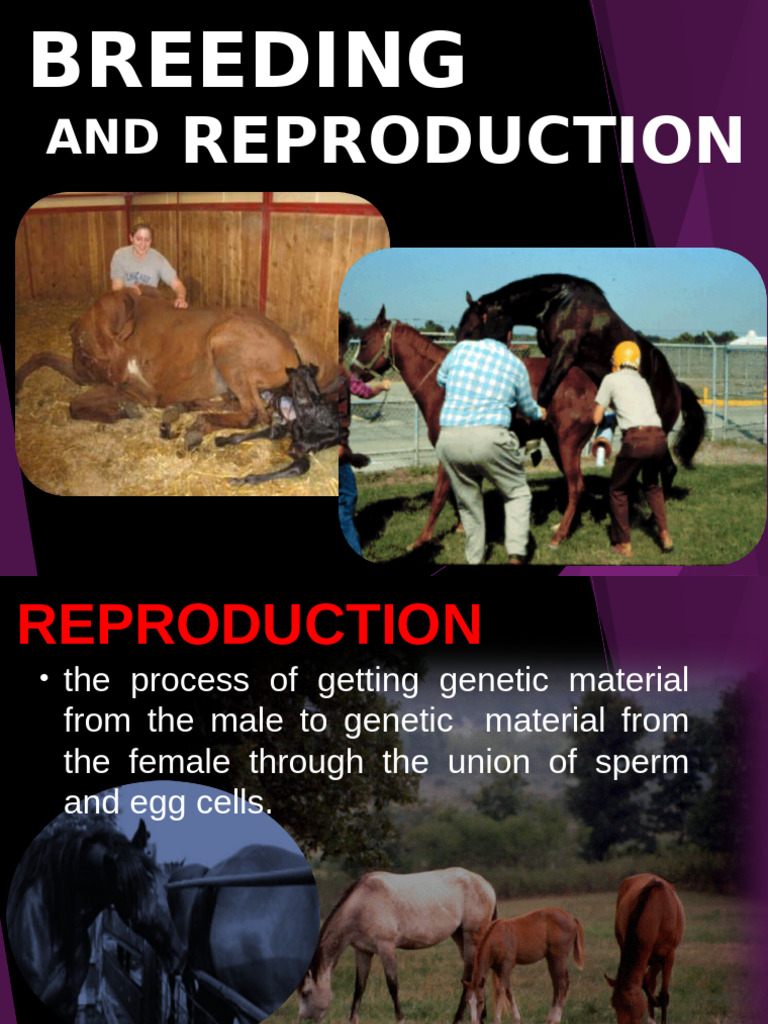 Equine Breeding and Reproduction | PDF | Menstrual Cycle | Reproductive ...