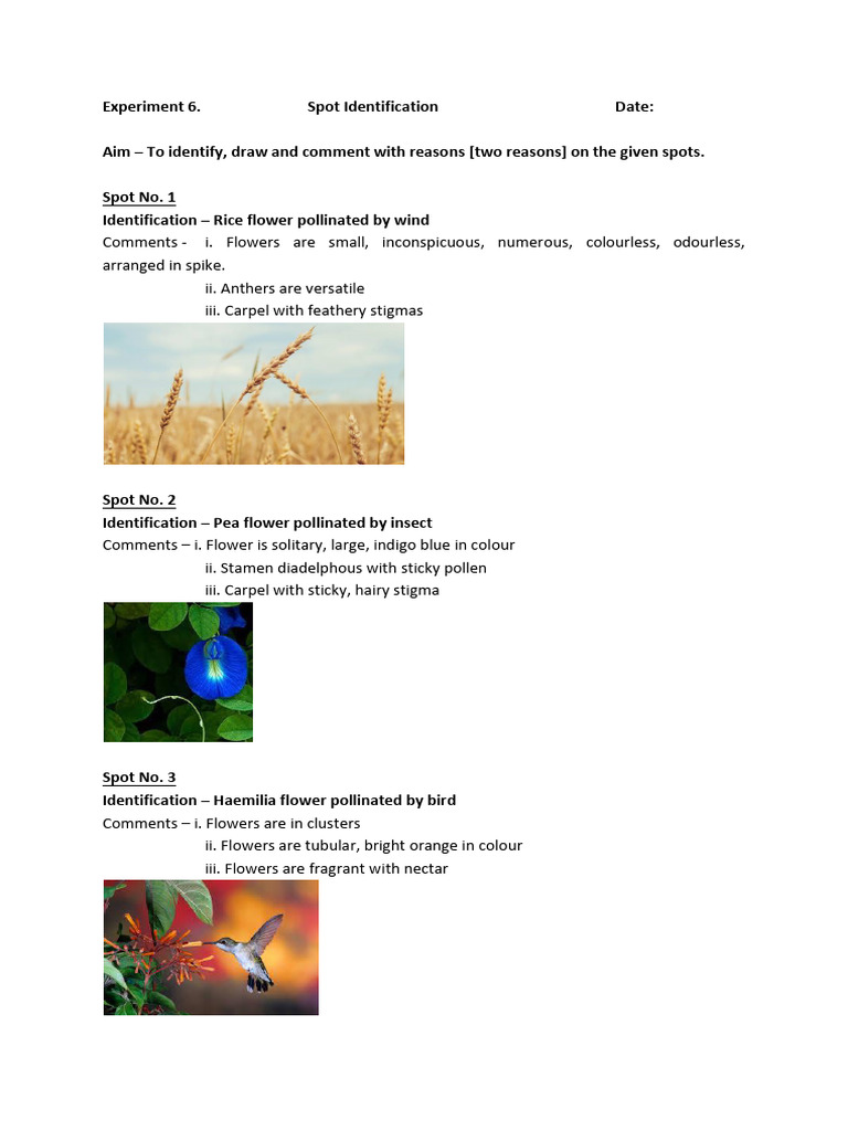 Spot Identification in Biology Experiment | PDF | Meiosis | Flowers