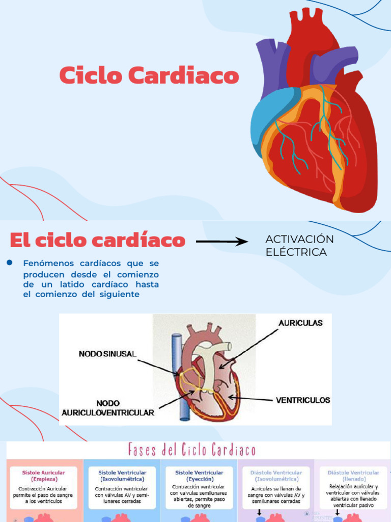 Fases del Ciclo Cardíaco | PDF