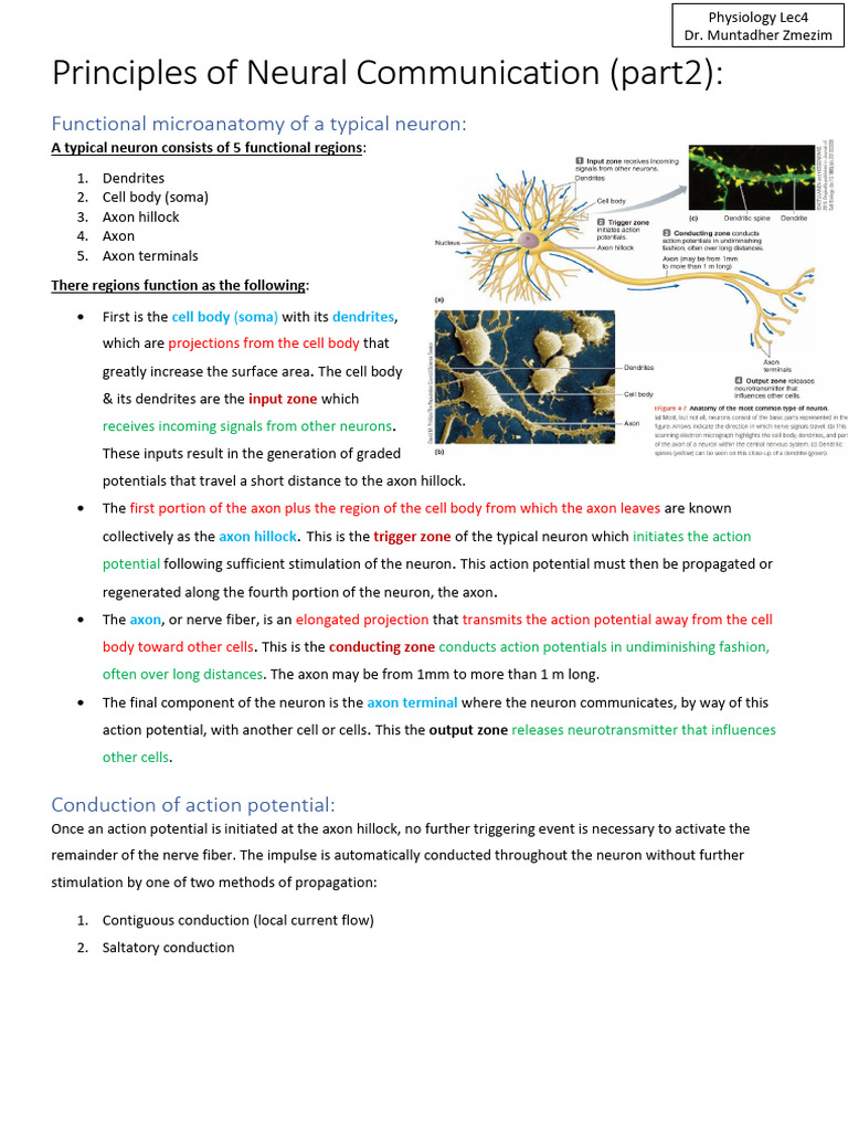 Lec4 Neural Communication Part2 | PDF | Chemical Synapse | Inhibitory Postsynaptic Potential