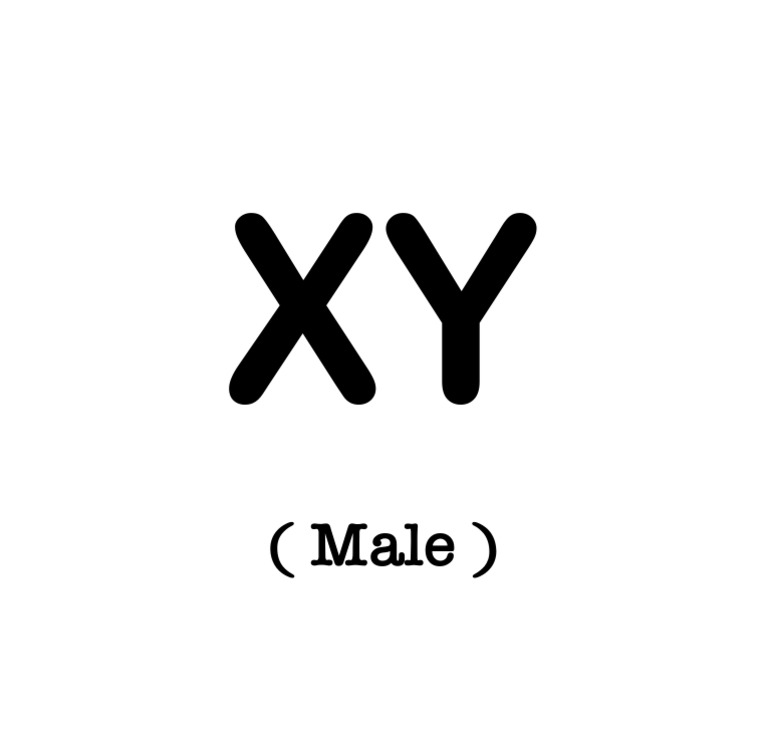 A XY Male | PDF