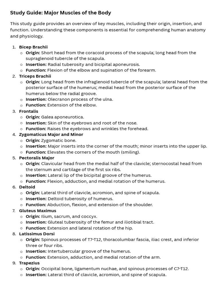Study Guide Major Muscles of The Human Body | PDF | Knee | Anatomical ...