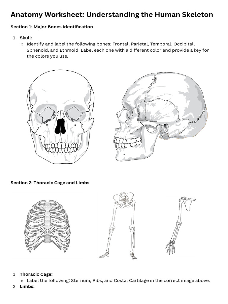 Anatomy Worksheet Understanding the Human Skeleton | PDF | Bone ...