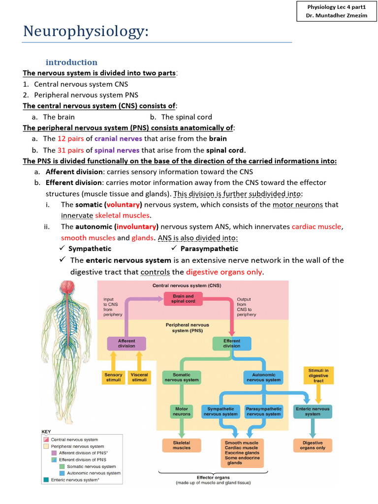 Lec 5 Neurophysiology Part1 | PDF | Central Nervous System | Nervous System