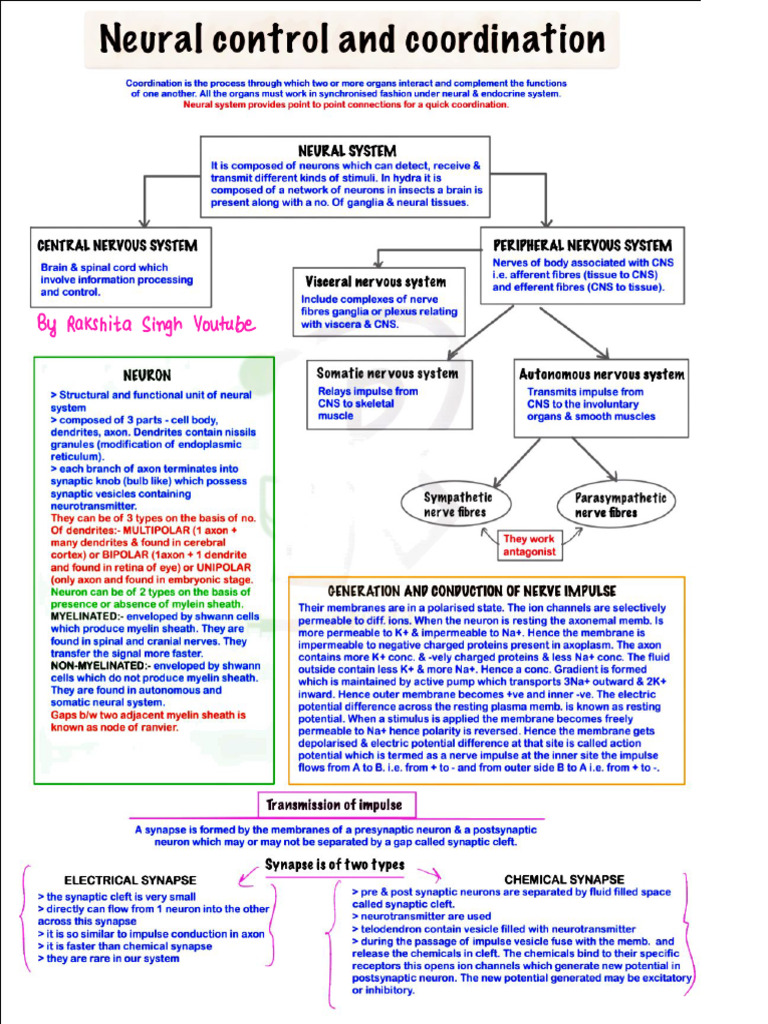 Neural Control and Coordination | PDF