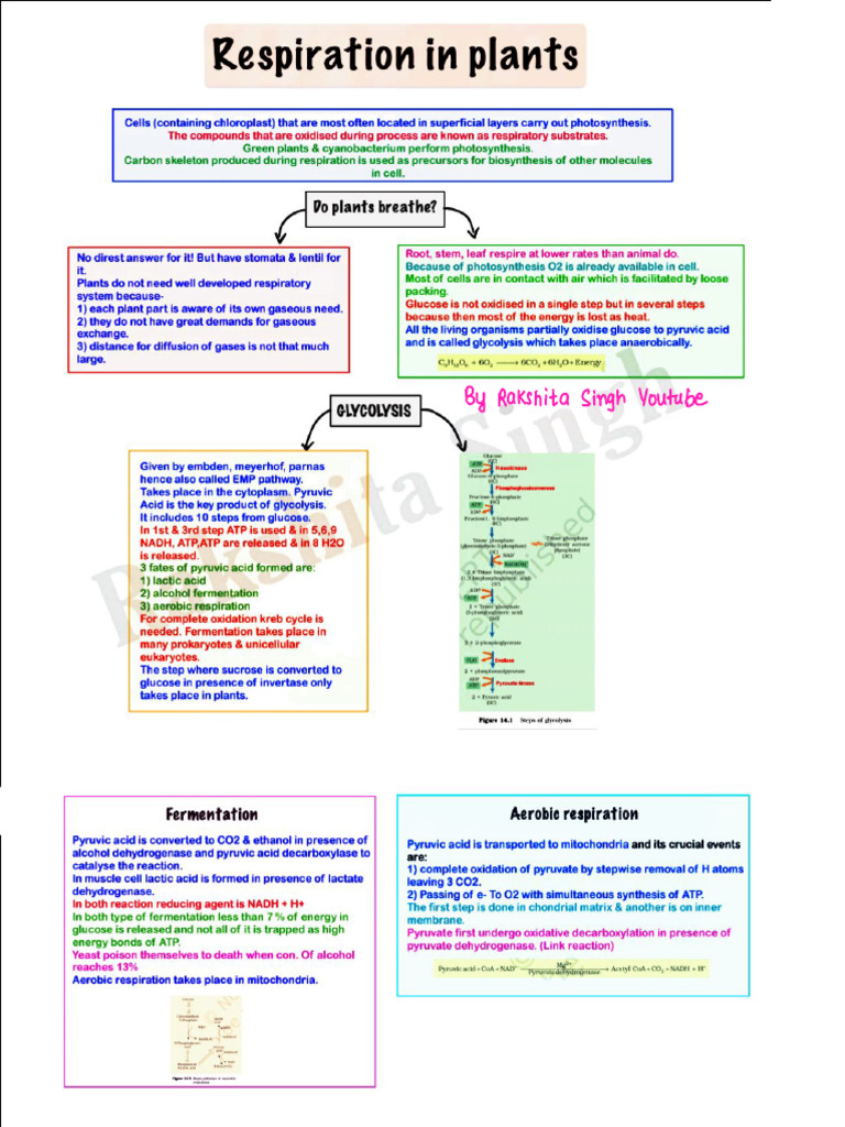 Respiration In Plants Pdf | Respiration In Plants And Plants – ZYKNPS
