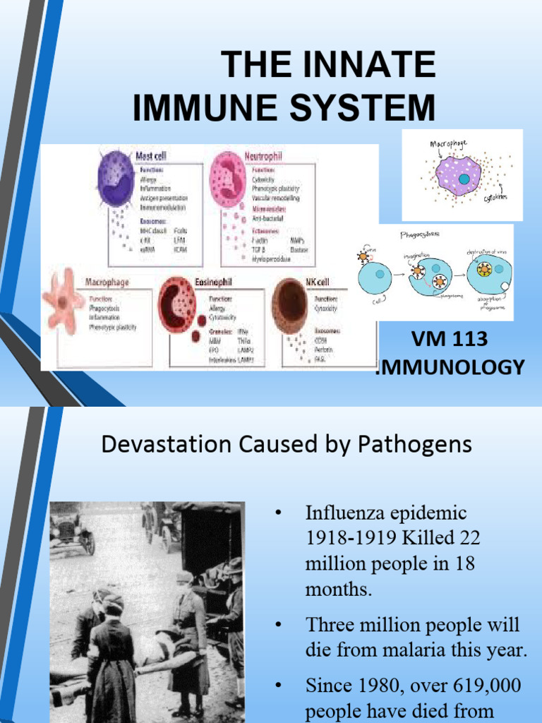 THE INNATE IMMUNE SYSTEM | PDF | Phagocyte | Immune System