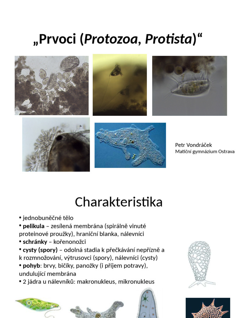 Prvoci (Protozoa, Protista) | PDF