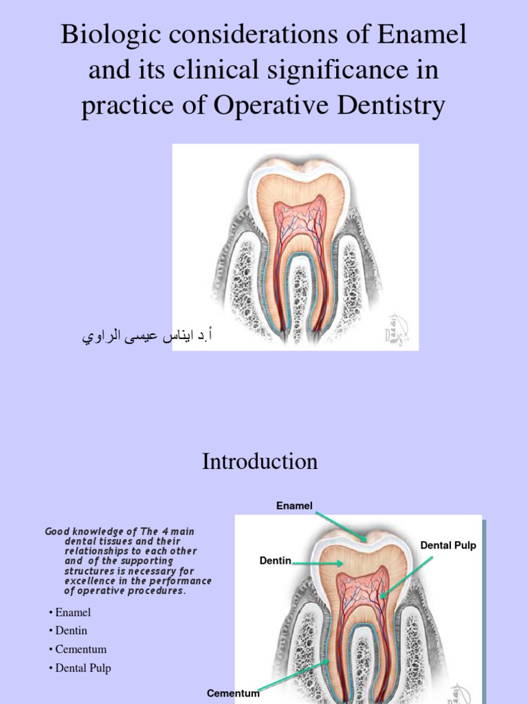 Enamel: Structure and Clinical Significance | PDF | Tooth Enamel | Dentin