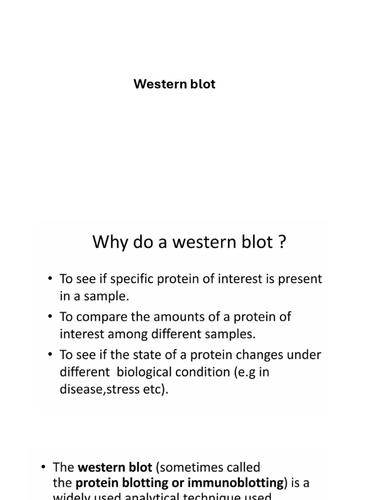 Western Blotting | PDF