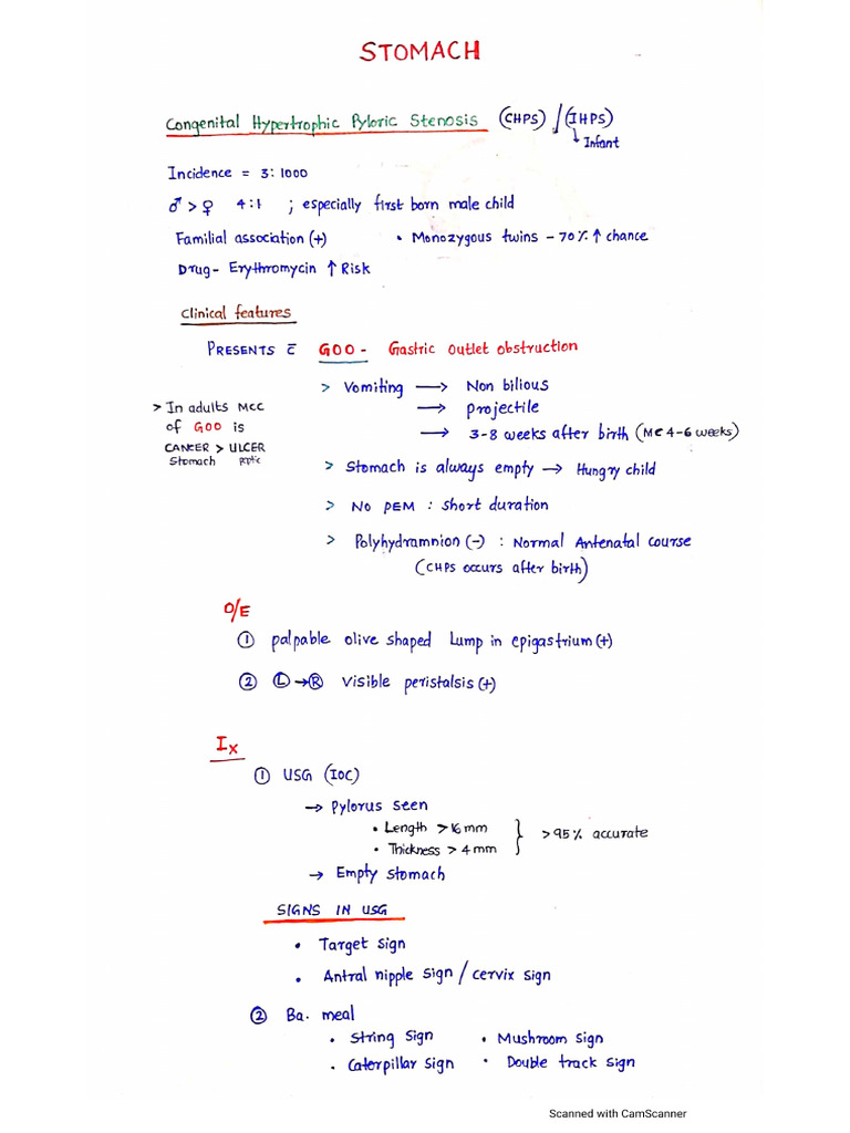 Stomach | PDF