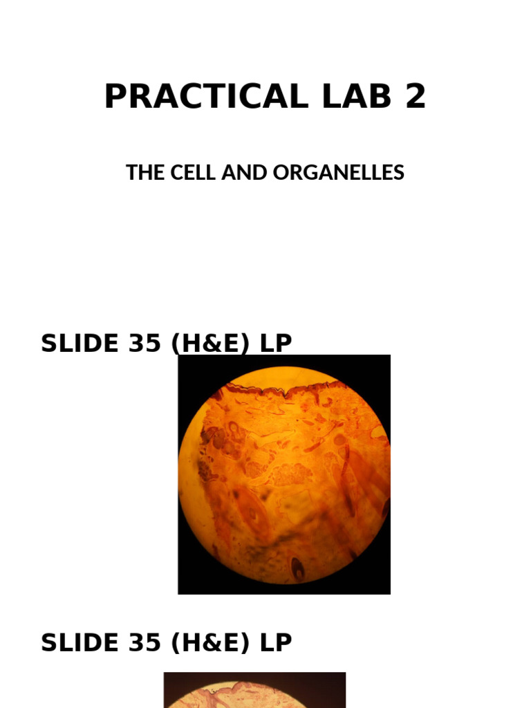 Practical Lab 2 | PDF