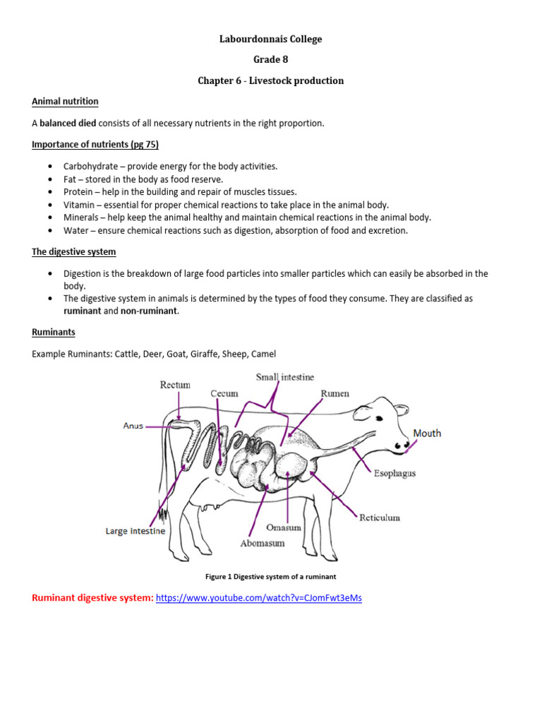 grade 8 livestock production_digestive sytem | PDF | Digestion | Ruminant