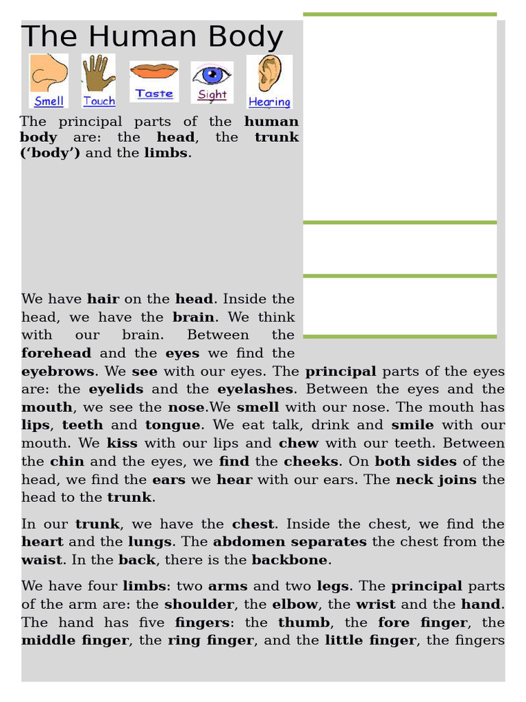 Anatomy of the Human Body Explained | PDF