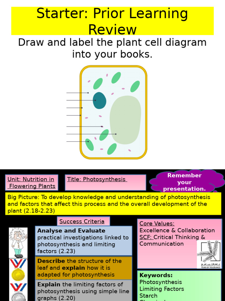 Photosynthesis and Leaf Adaptations | PDF | Photosynthesis | Leaf