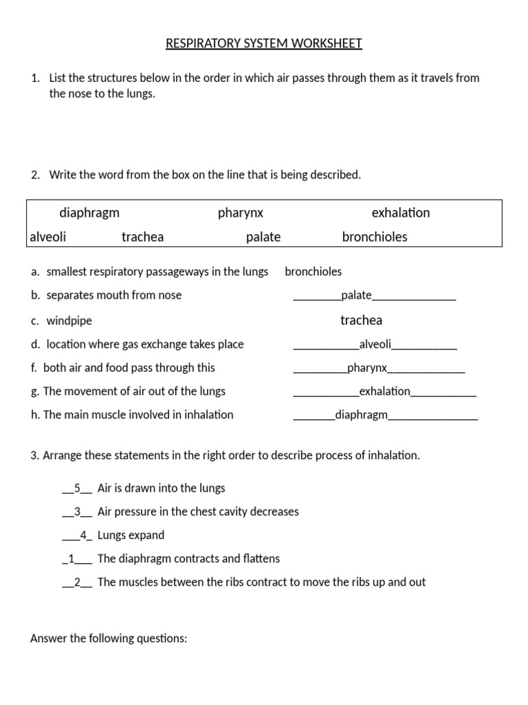 Respiratory System Worksheet Guide | PDF