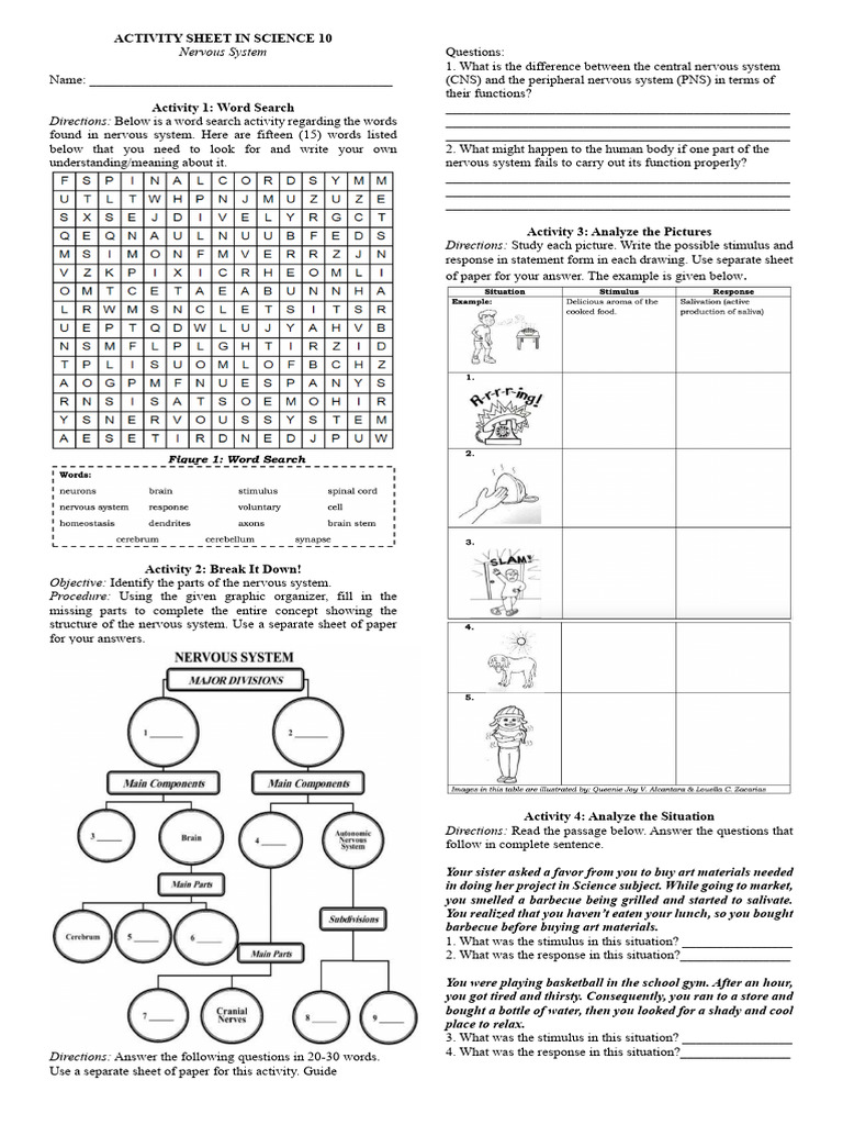 Activity Sheet in Science 10 Nervous Sytem | PDF | Nervous System ...