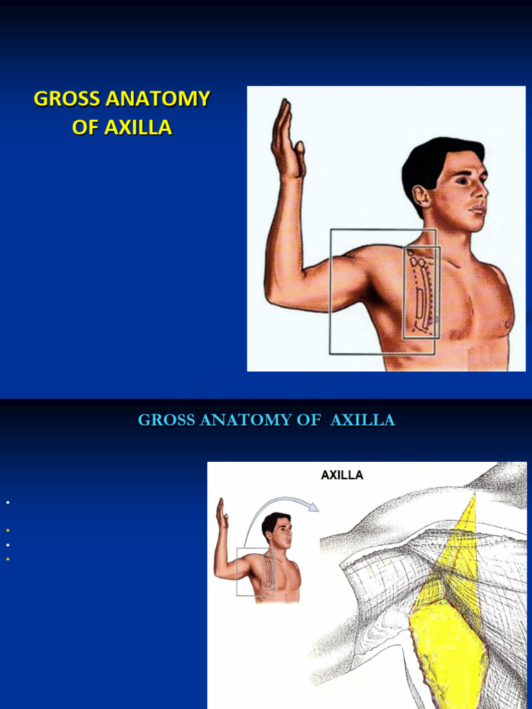 Gross Anatomy of Axilla 2023 | PDF | Musculoskeletal System | Limbs ...