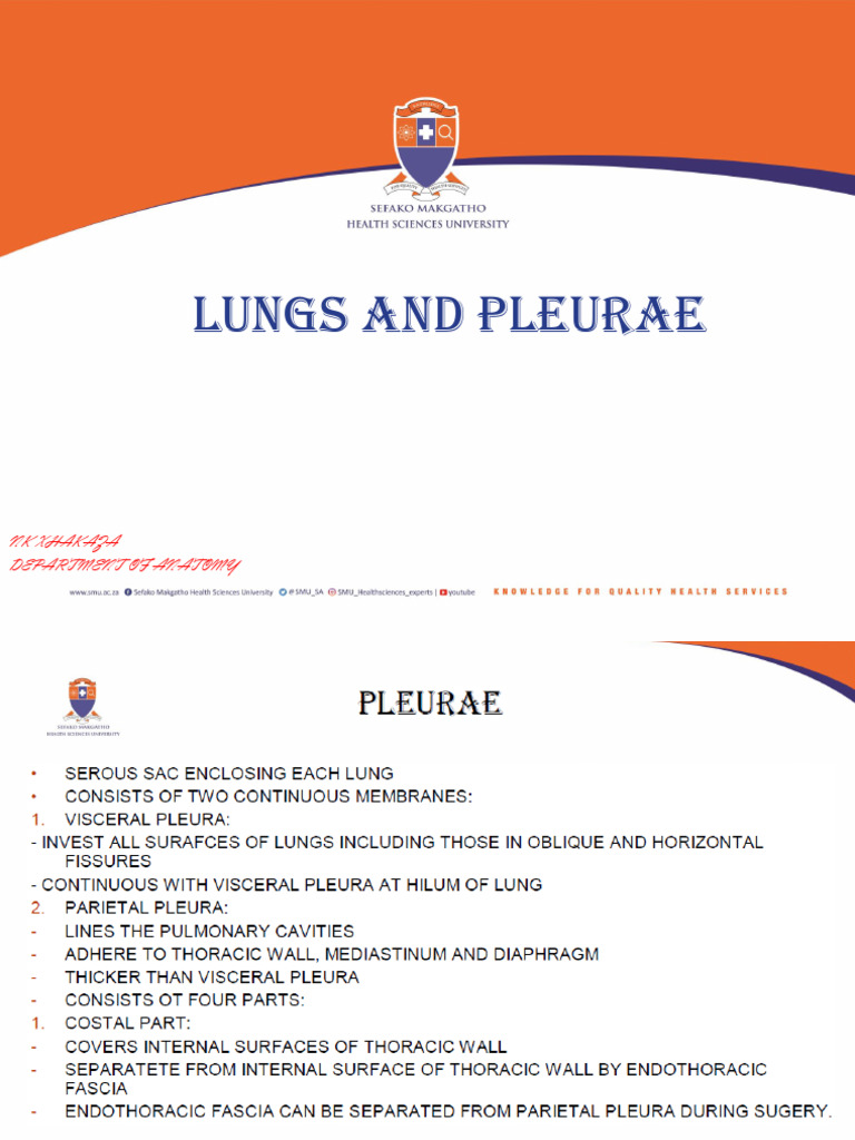 Anatomy of Lungs and Pleurae | PDF