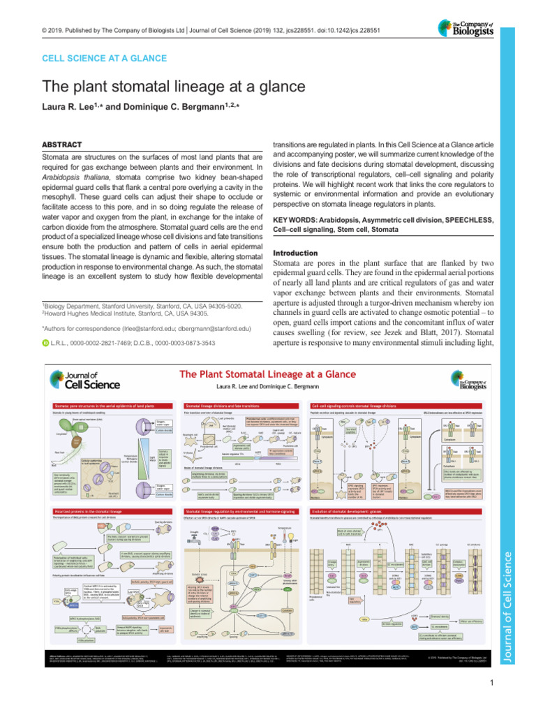 The Plant Stomatal Lineage at A Glance | PDF | Stoma | Cell Signaling