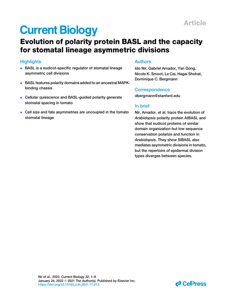 BASL Protein Evolution in Stomatal Divisions | PDF | Stoma ...