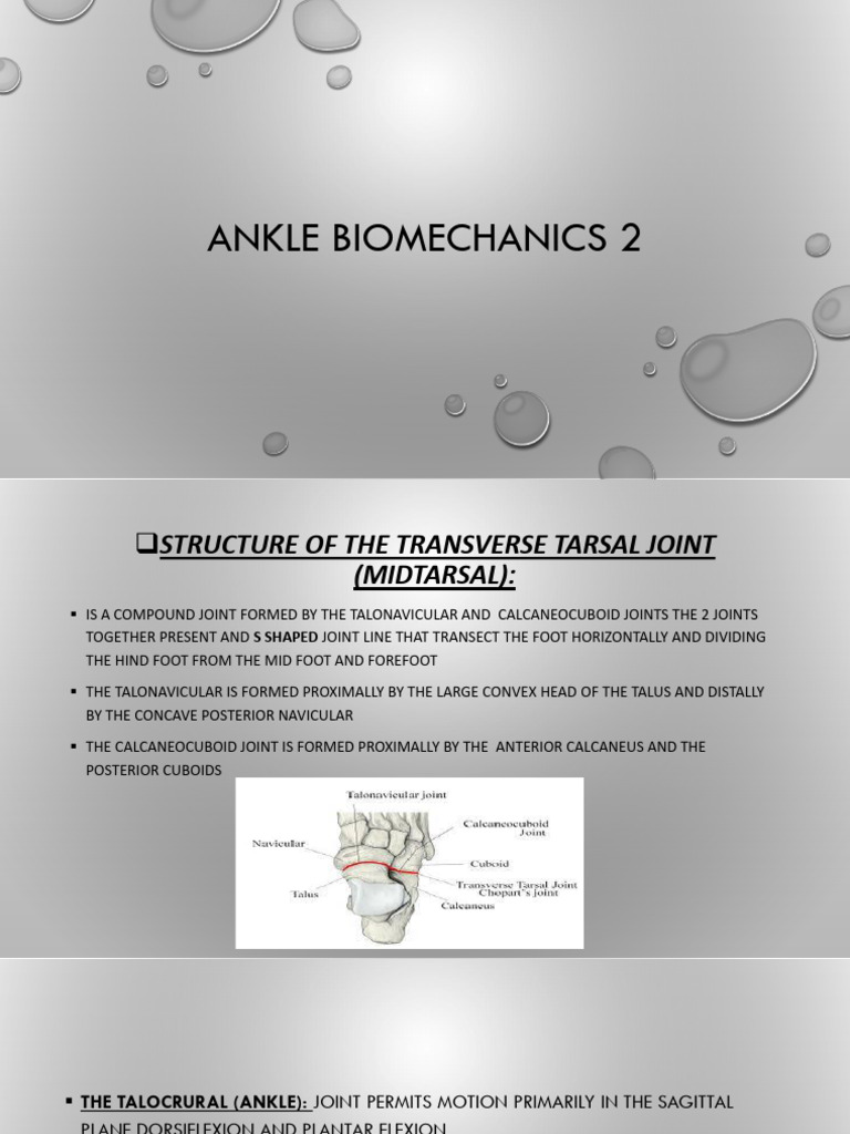 Ankle Biomechanics: Joint Functions & Muscles | PDF | Foot | Human Leg