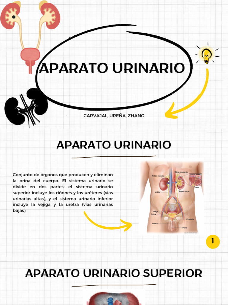 Aparato Urinario | PDF | Sistema urinario | Riñón