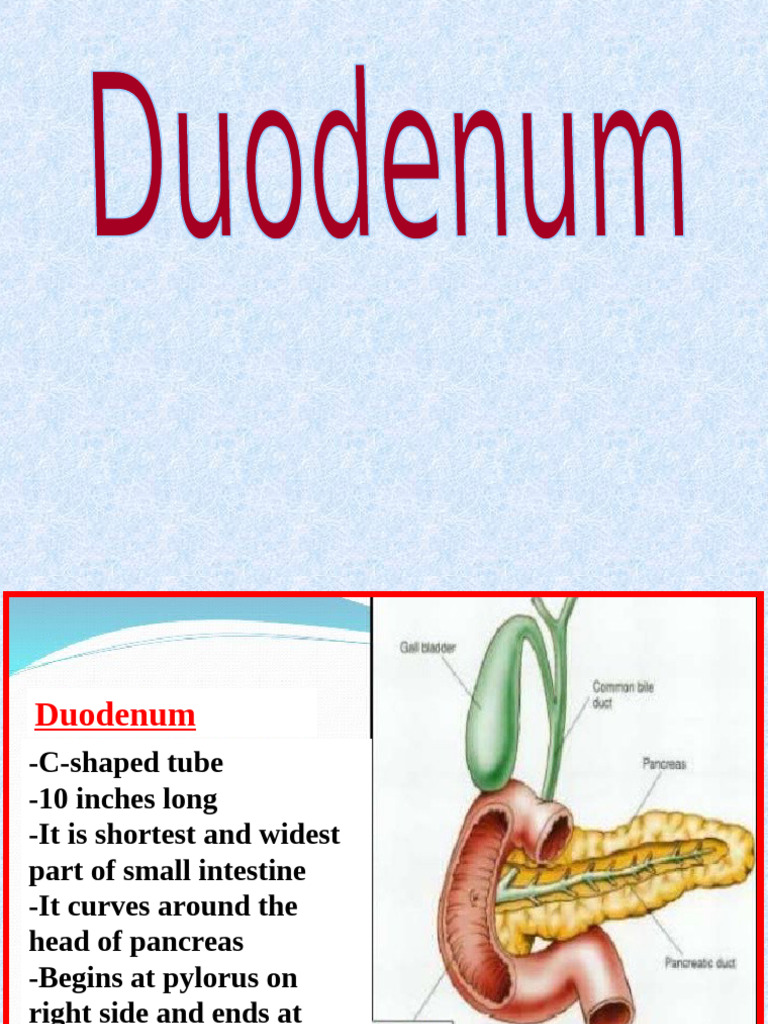 Duodenum and Intestine | PDF | Large Intestine | Pancreas