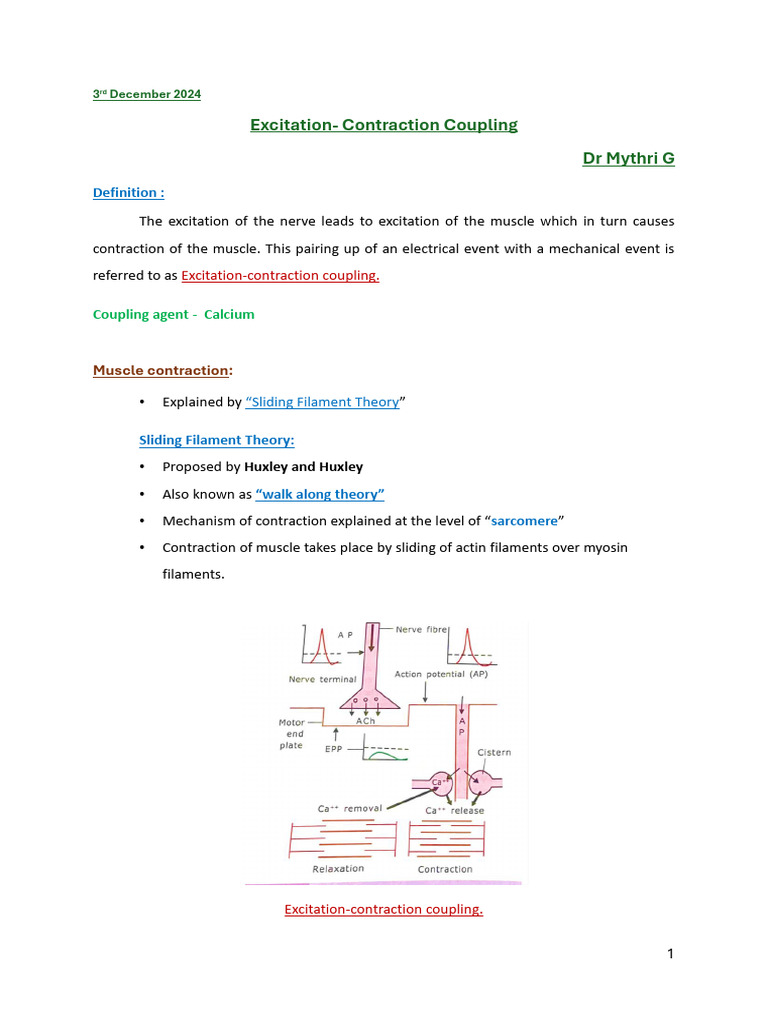 Excitation-Contraction Coupling Explained | PDF | Muscle Contraction ...