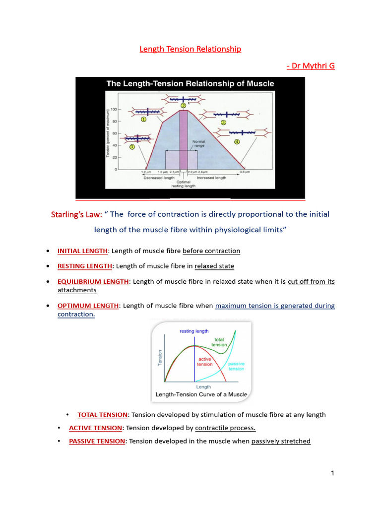 Muscle Contraction and Tension Dynamics | PDF | Muscle Contraction ...