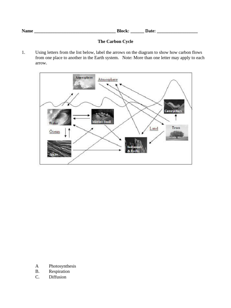Carbon Cycle Humans | PDF