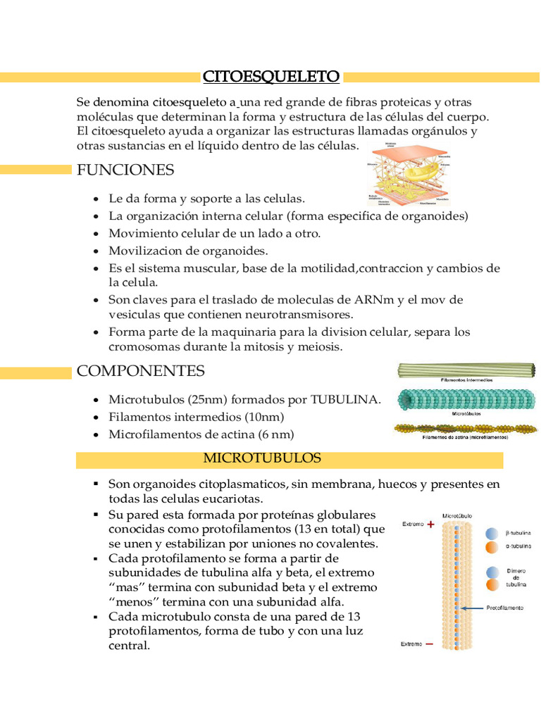 Citoesqueleto | PDF | Microtúbulos | Actina