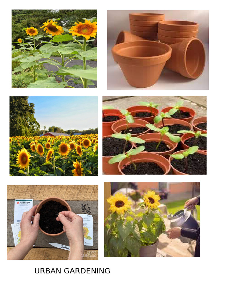 URBAN GARDENING | PDF